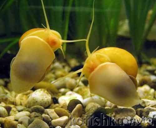 Улитки ампулярии