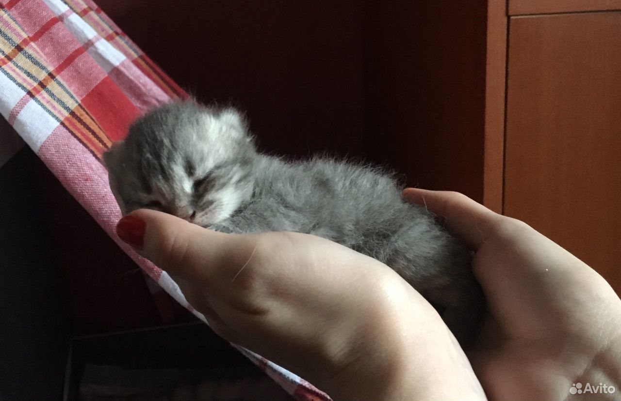 Шотландские котята