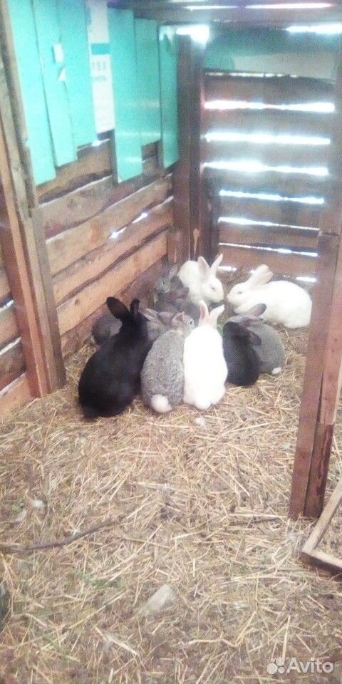 Продам крольчат, порода серый Великан, 2мес