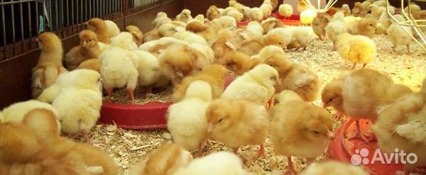 Цыплята бройлеры подростки