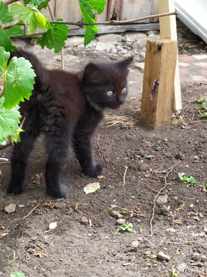 Кошки от папки британца и мамки- крысыловки