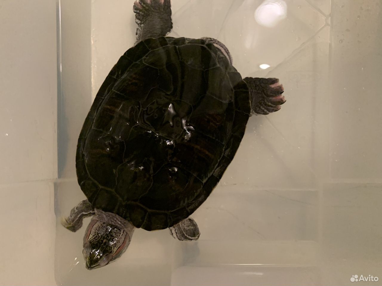 Черепаха красноухая