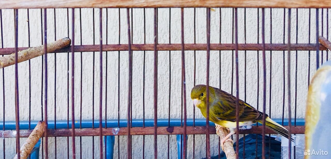 Канарейка самка