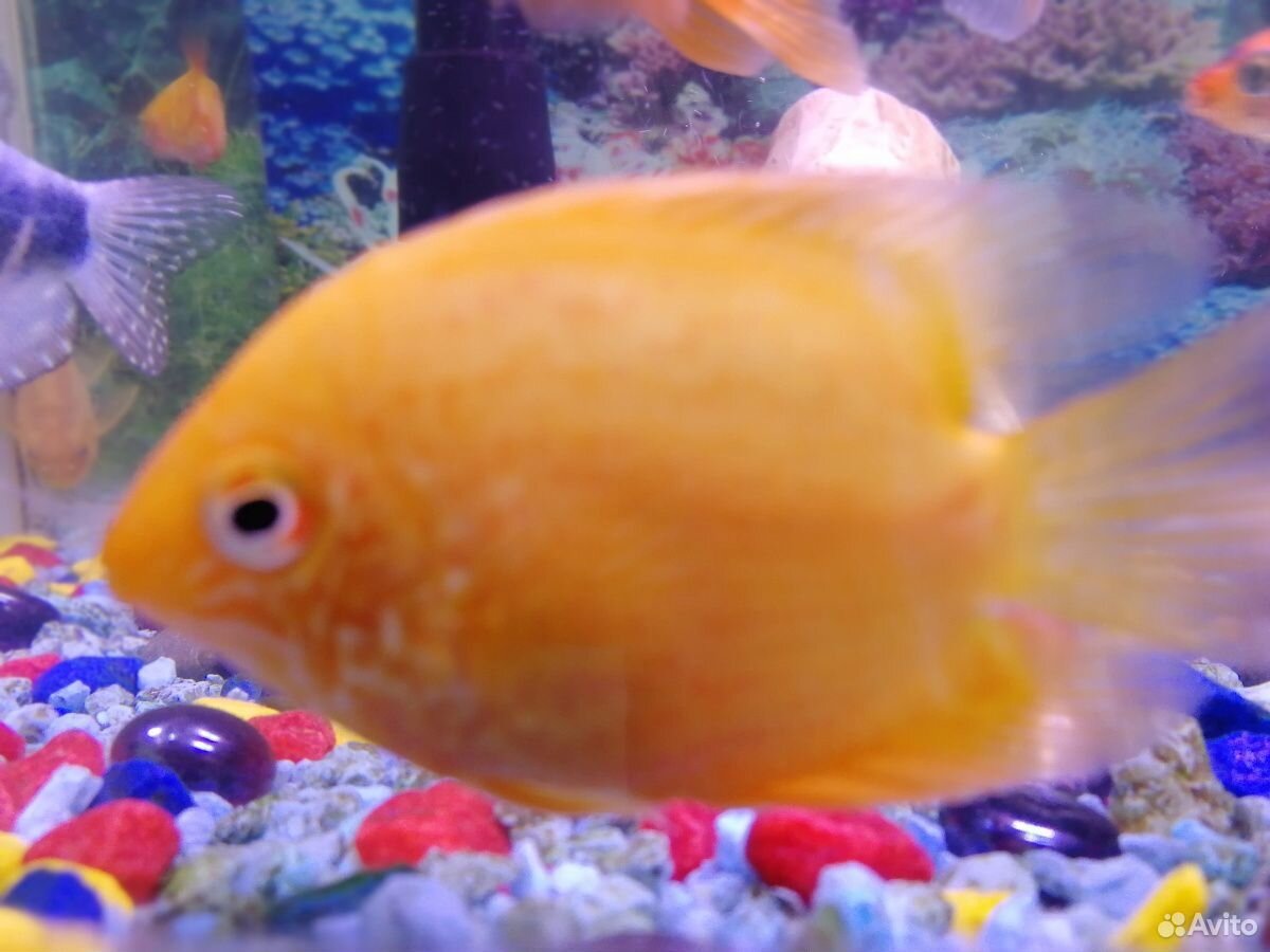 Северум желтый