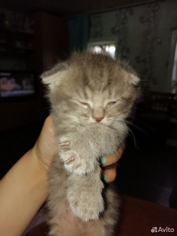 Котята месячные