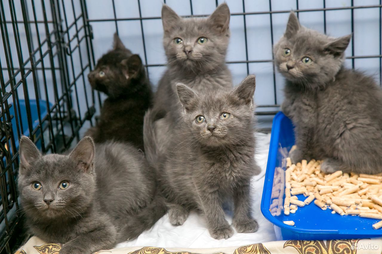 Дымчатые котята Привиты, привезем лично