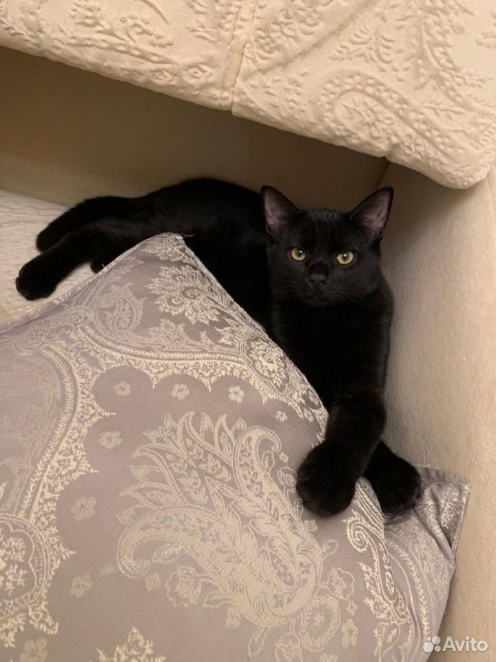 Котенок 8 мес