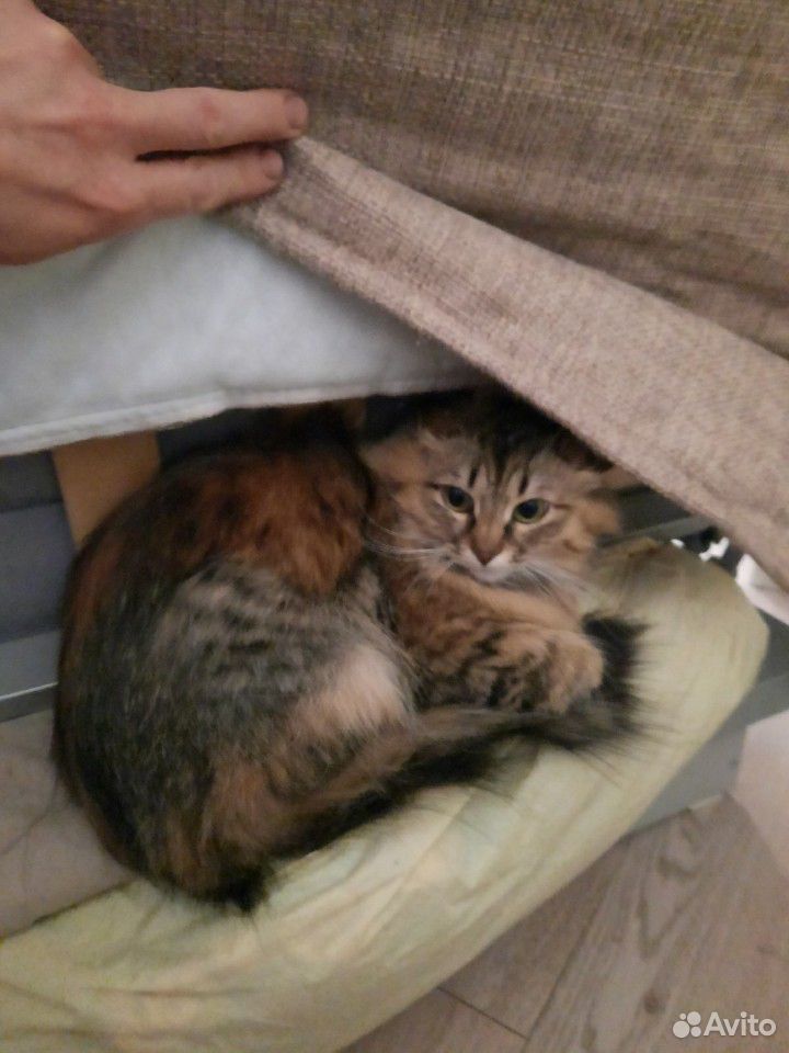 Кот Пушик ищет маму