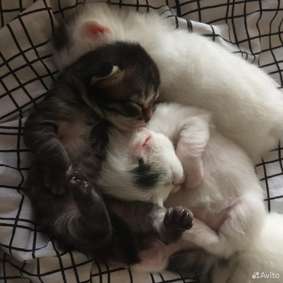 Котята метисы, вислоухие