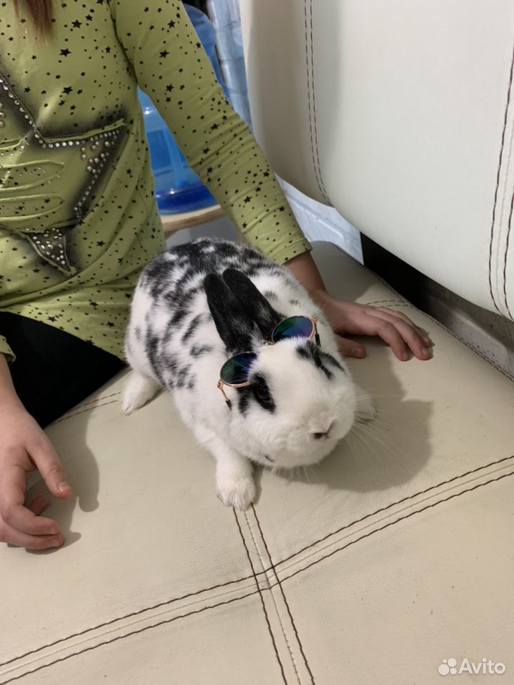 Продаём кролика