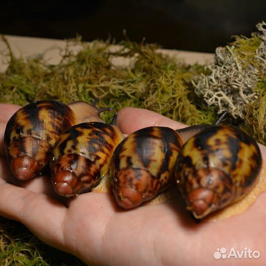 Улитки архахатина и ахатина