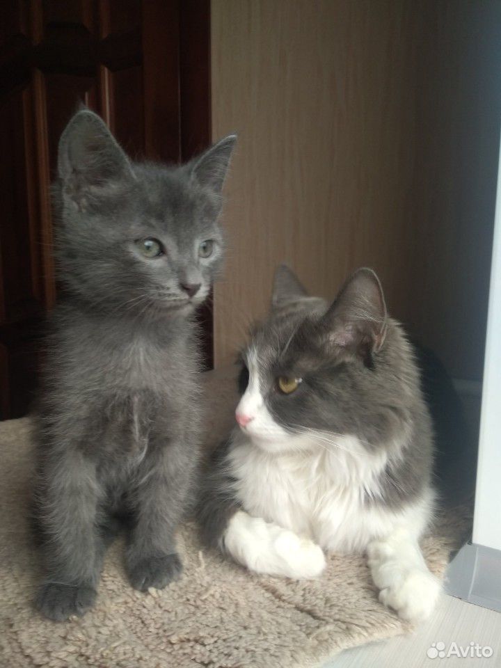 Котята (2 месяца)