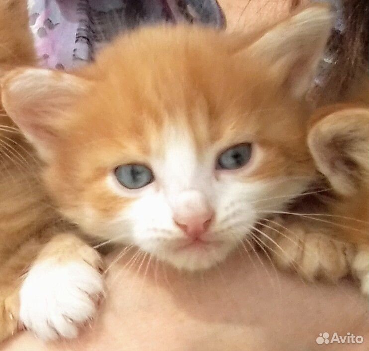 Котик от сибирской кошки