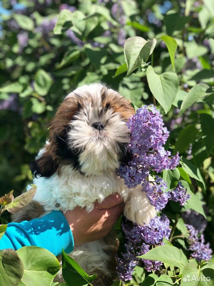 Породный ши-тцу 3 мес