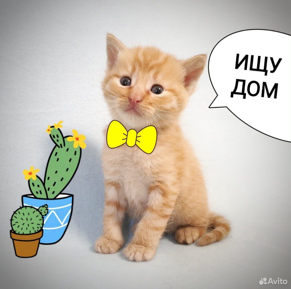 Возьмите рыжее солнышко. Котенок, 1 мес