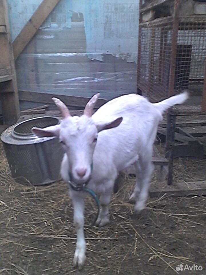 Козочки 4 месяца