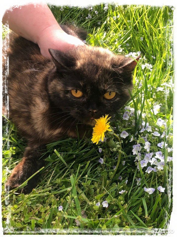 Кошка шотландская