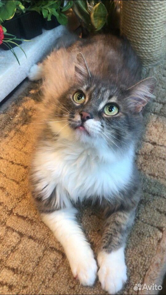 Кошка Пушинка в добрые руки