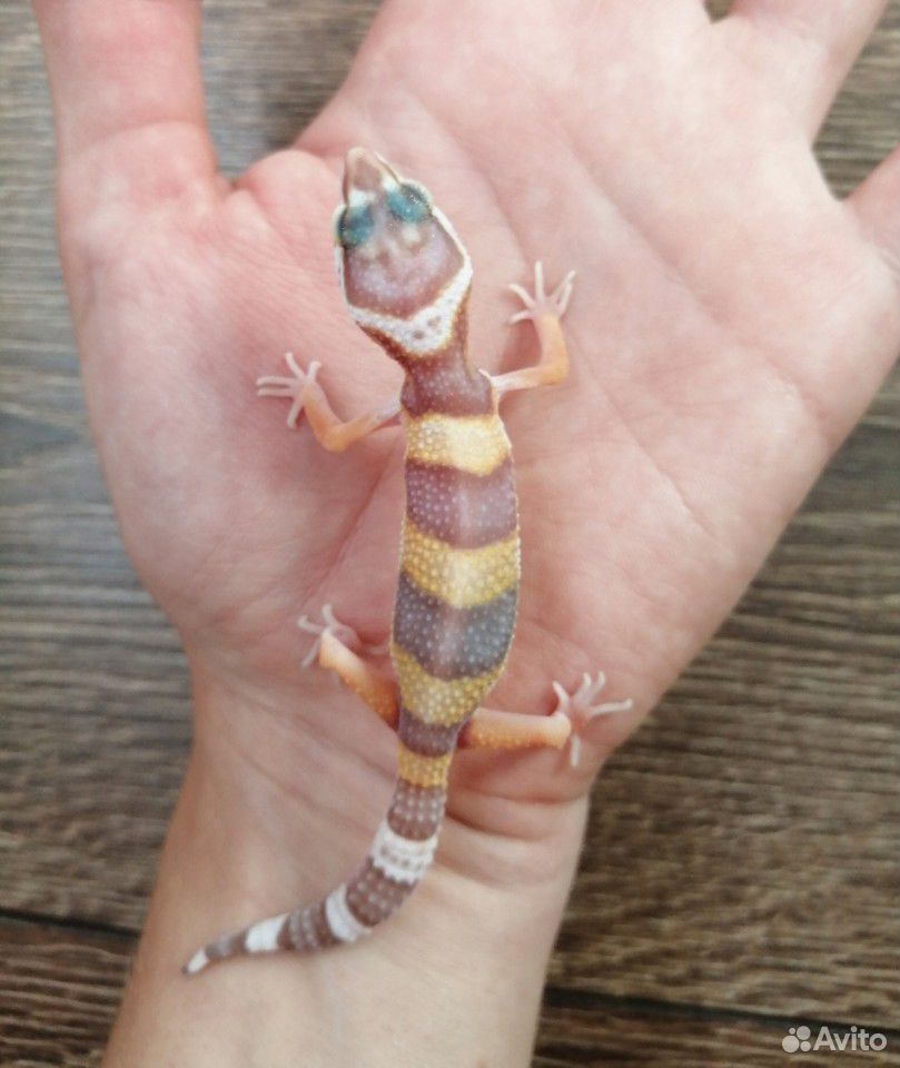 Пятнистые эублефары малыши 2020