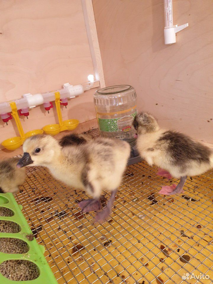 Гусята Холмогоры