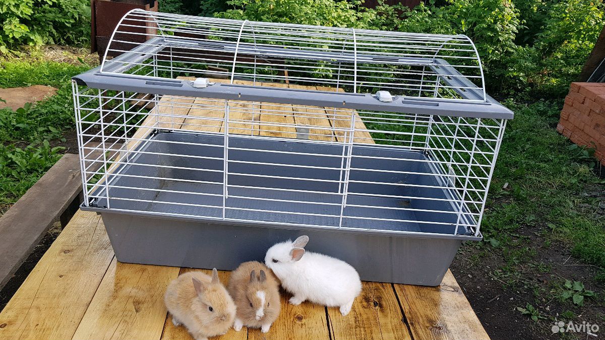 Крольчонок с клеткой