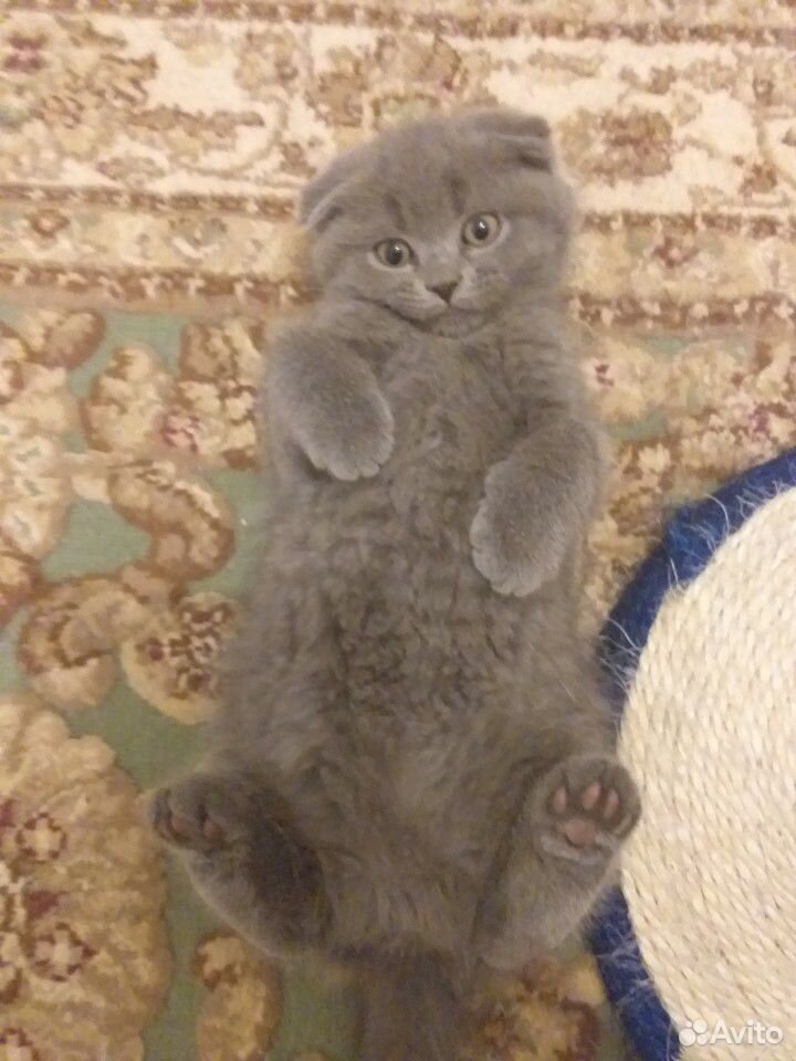 Шотландская