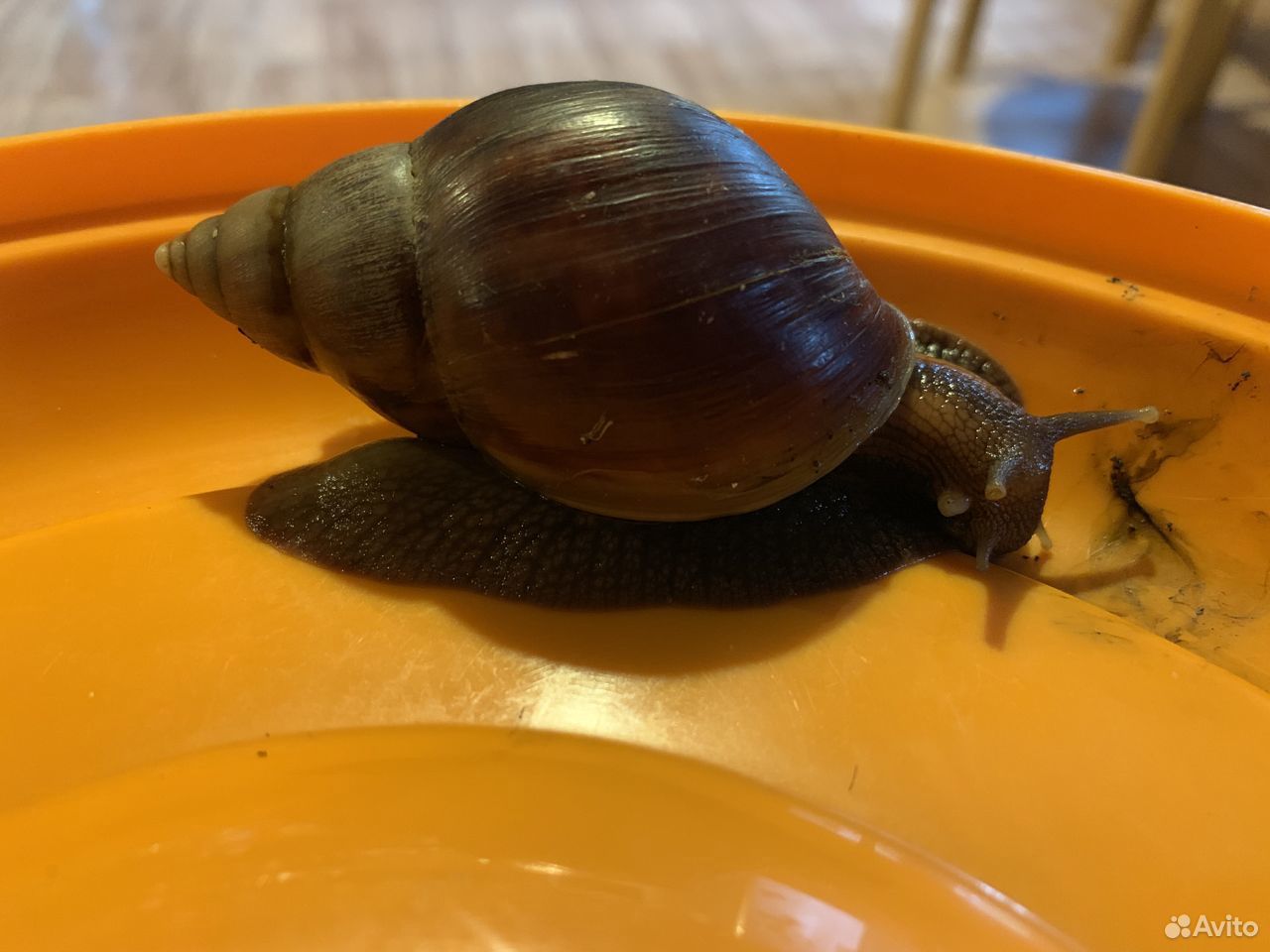 Улитка Ахатина