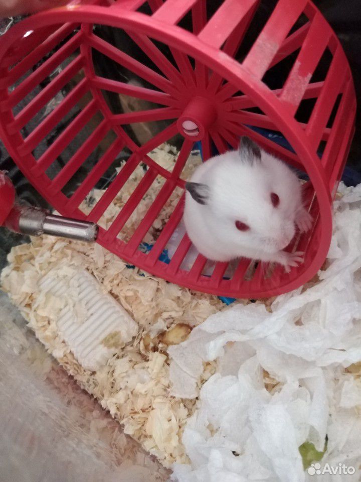 Сирийский хомяк