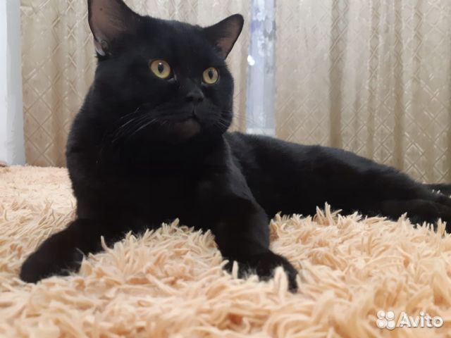 Британец 4 месяца