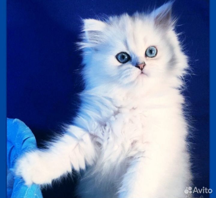 Роскошный Семён