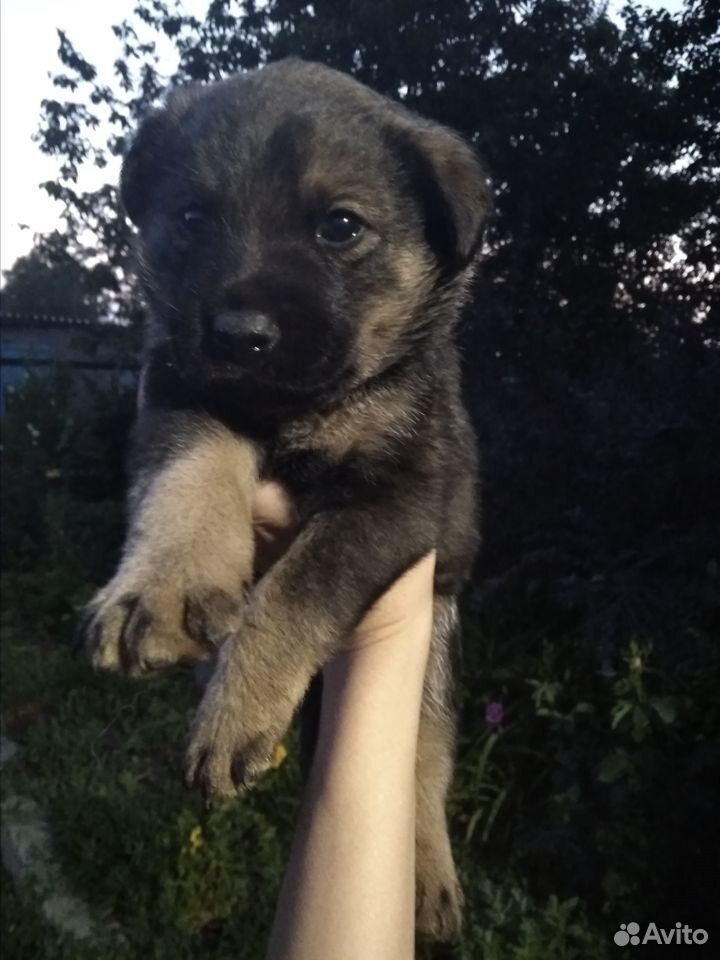 Отдам щенка