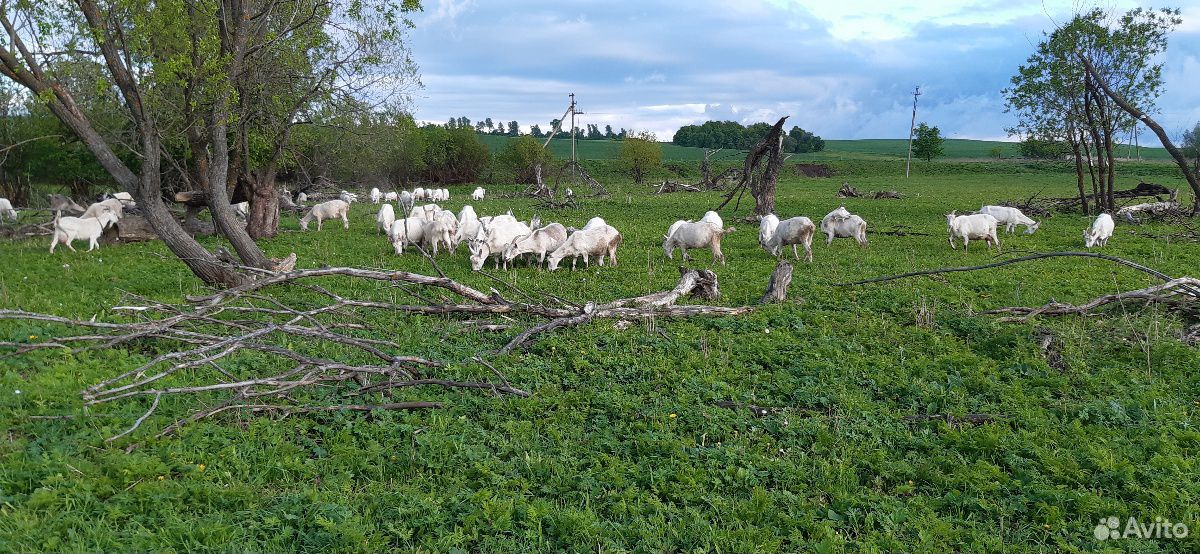 Стадо Зааненских коз