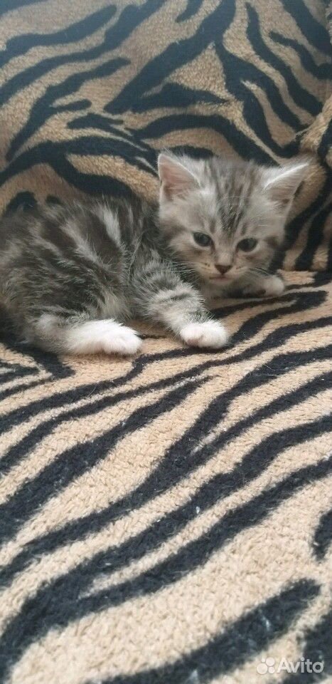 Котята 1 мес.(мама вислоухая)