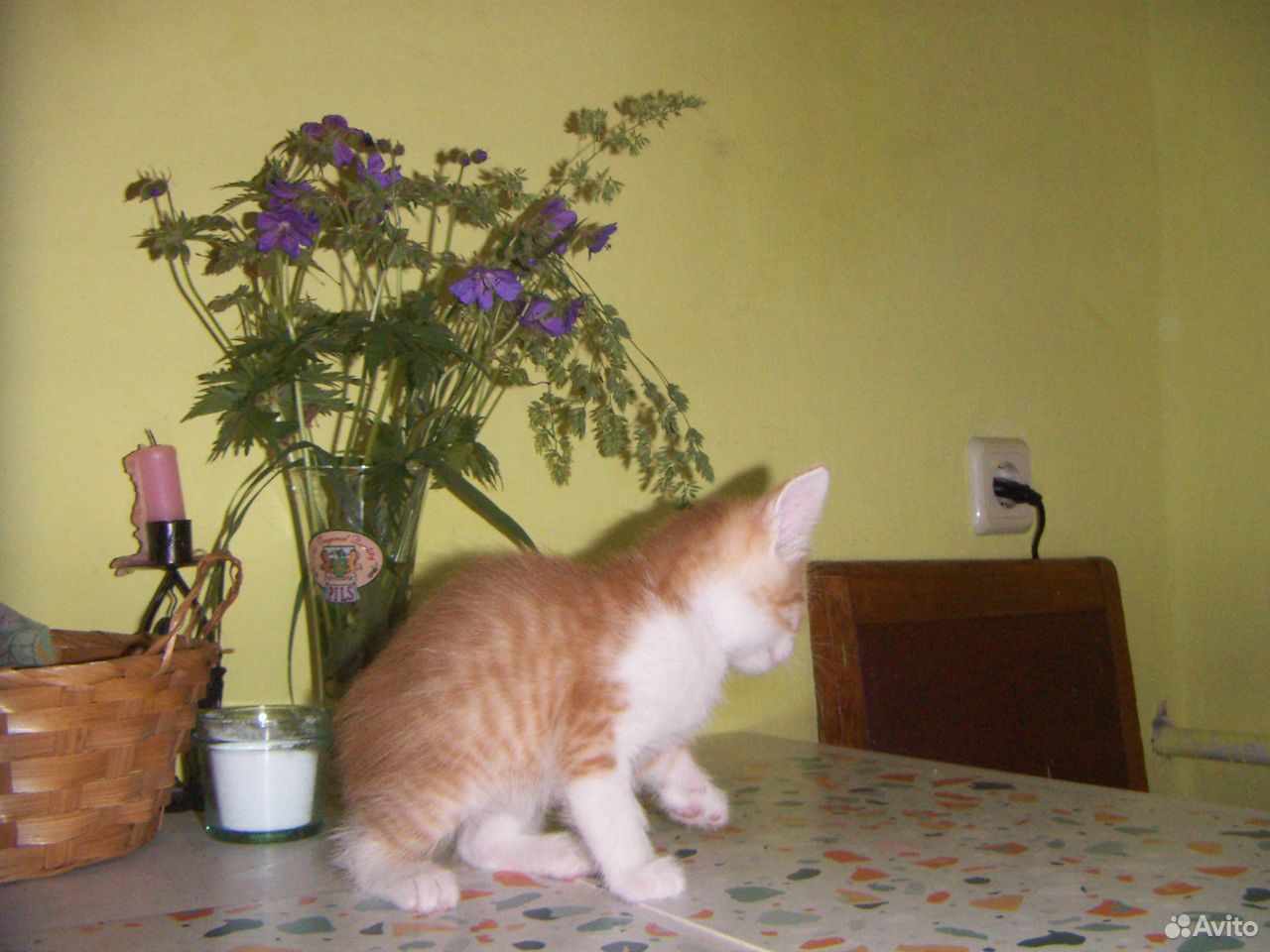 Красивые котята от разумной кошки