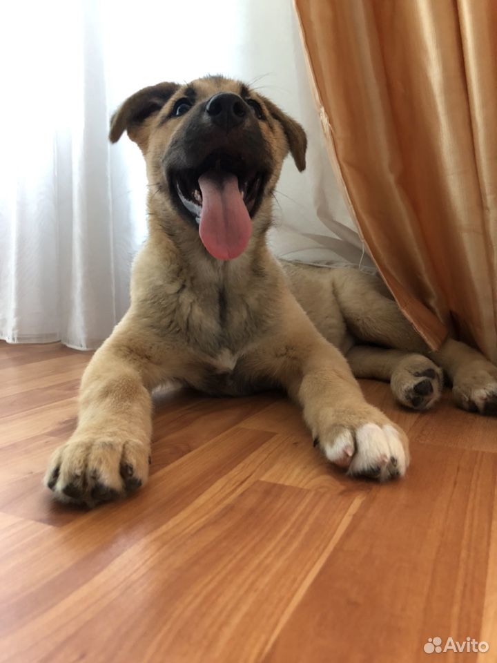 Щенок