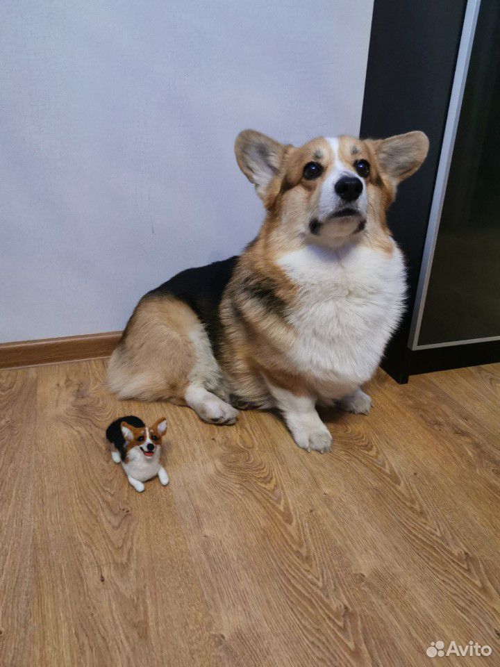 Вельш-корги пемброк. Вязка