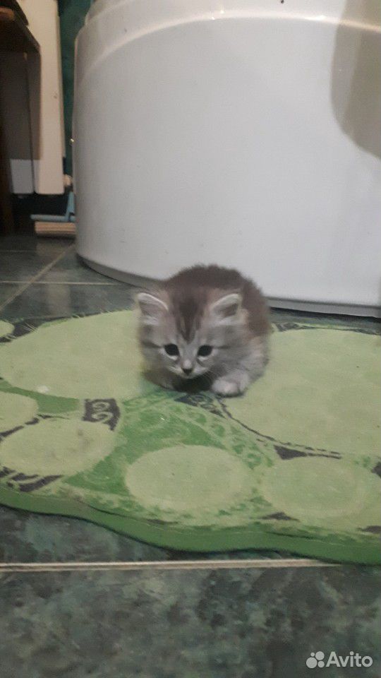 Кошка