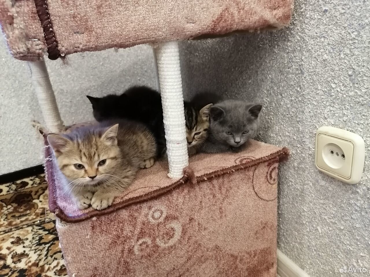 Котятки британцы