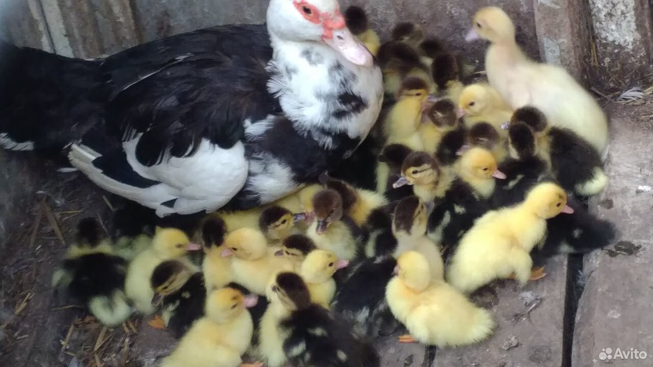 Индоутята (мускусные)