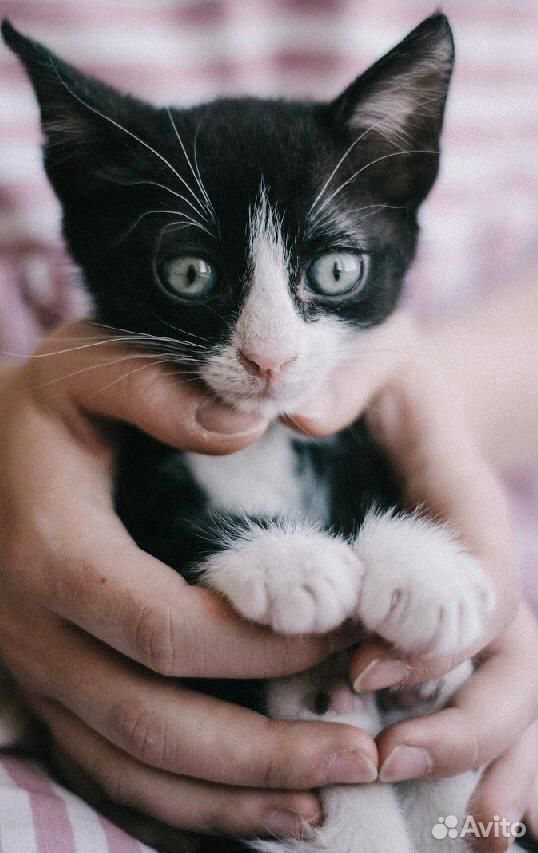 Котёнок-мальчик