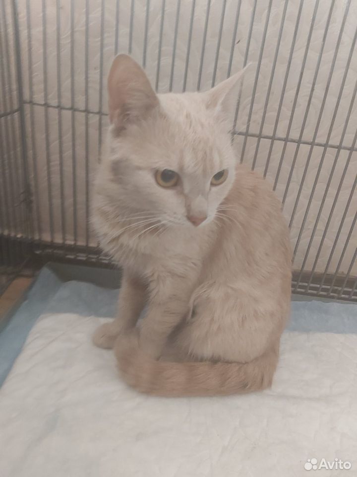 Персиковая девочка котенок