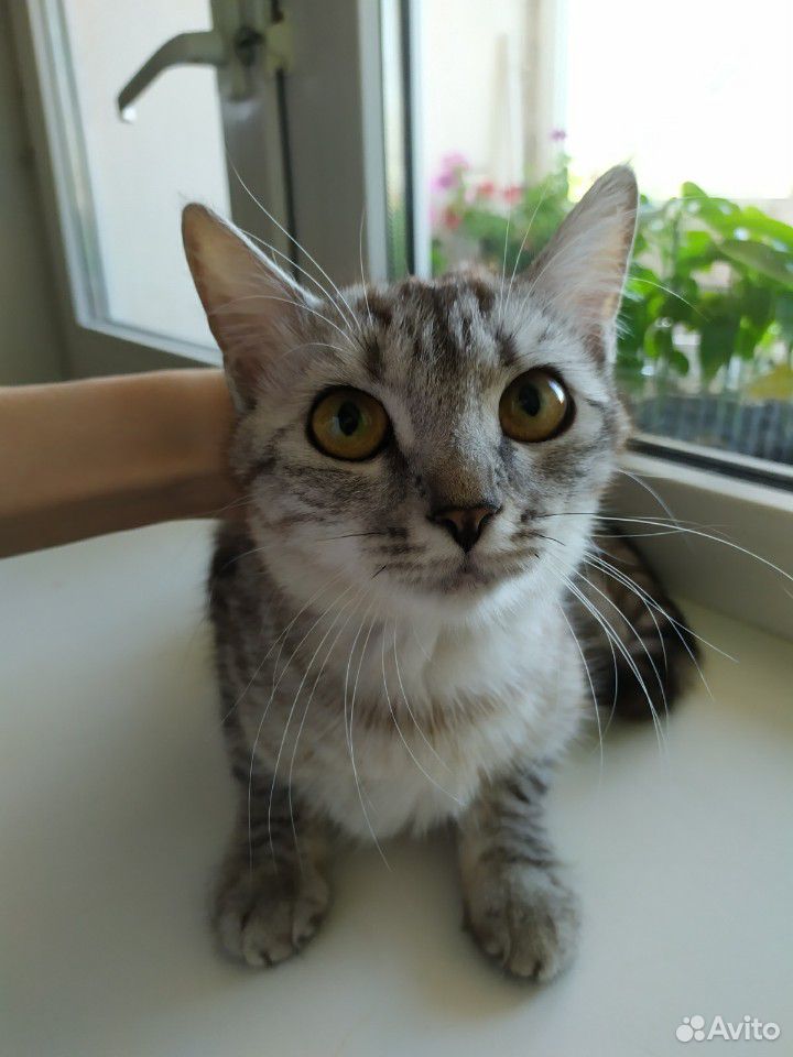 Кошка