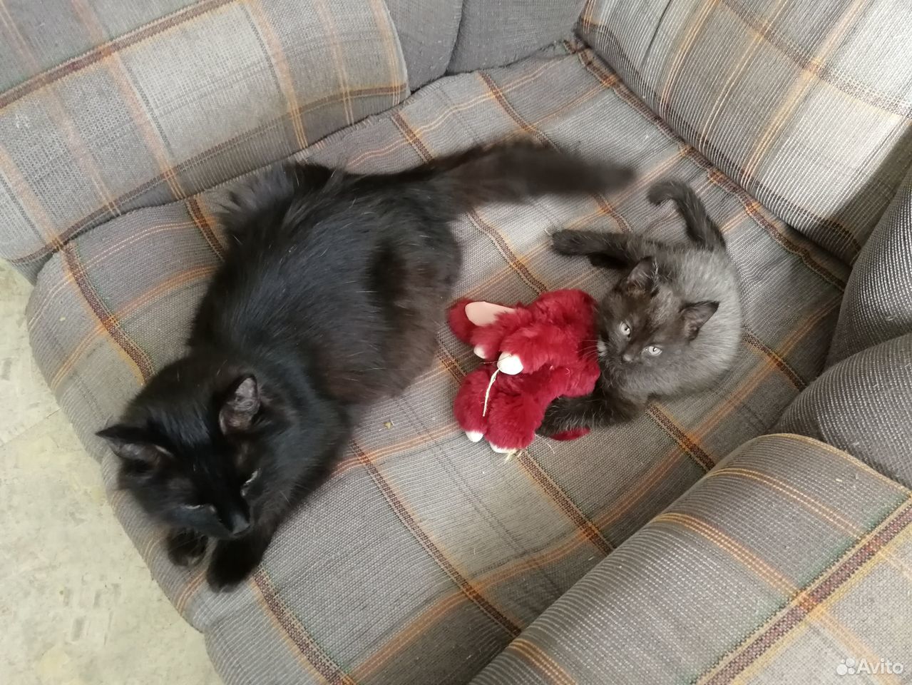Котята необычный окрас
