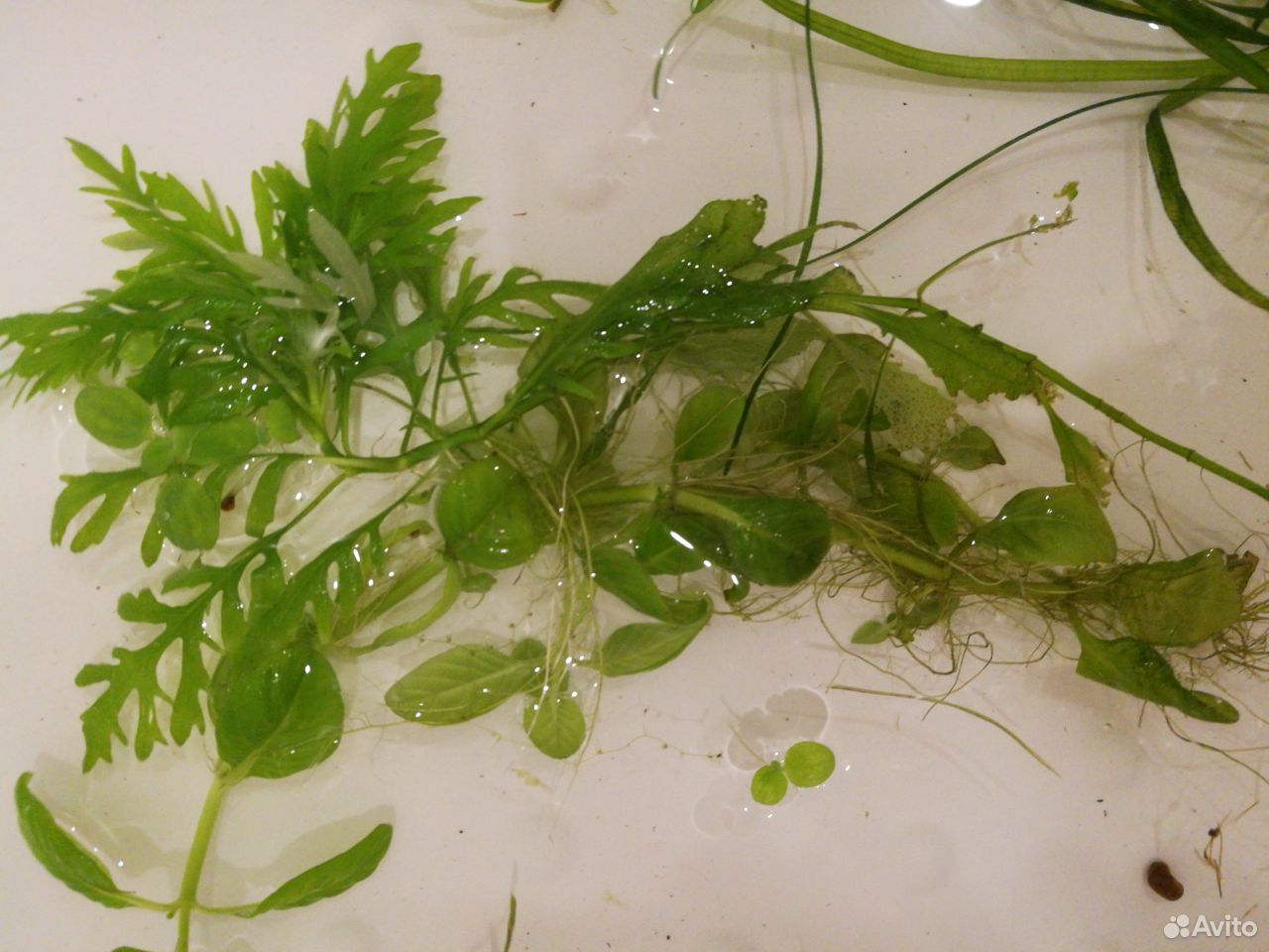 Растения, прополка