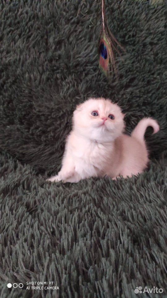 Шотландский вислоухий котенок