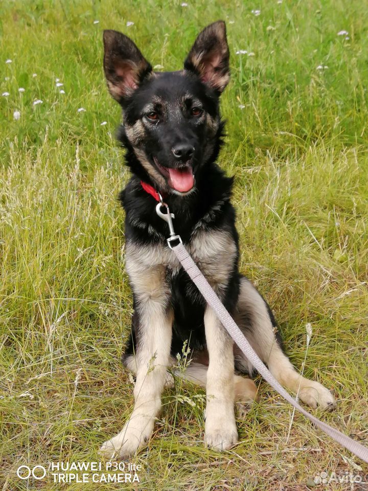 Собака Люся ищет дом