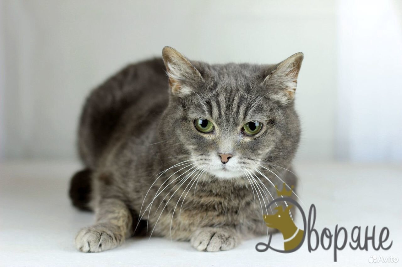 Красавица Диана ищет дом