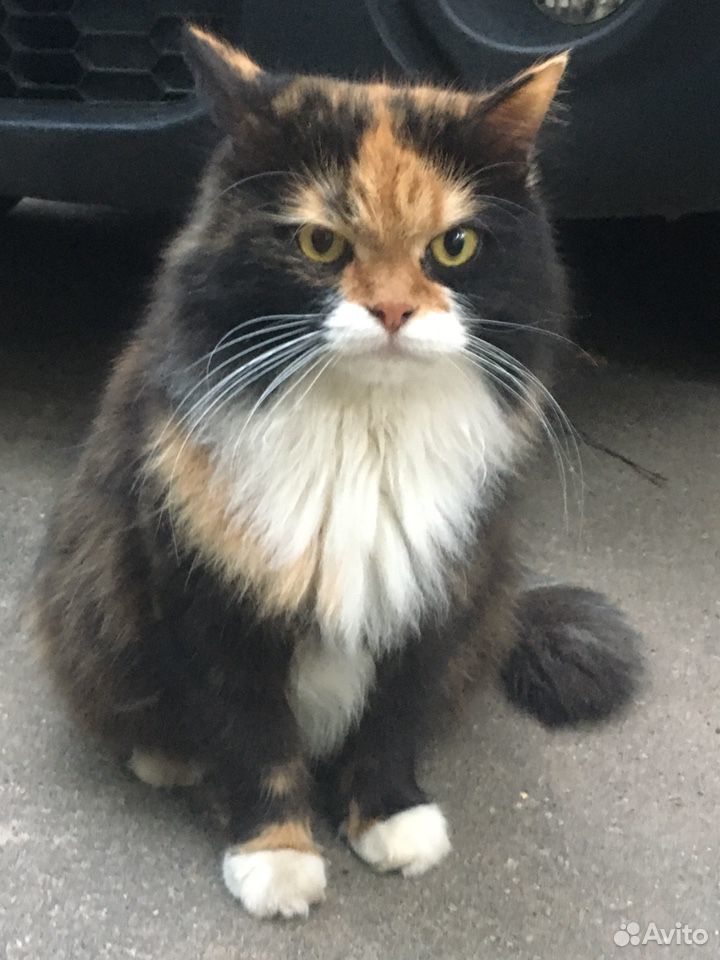 Кошка