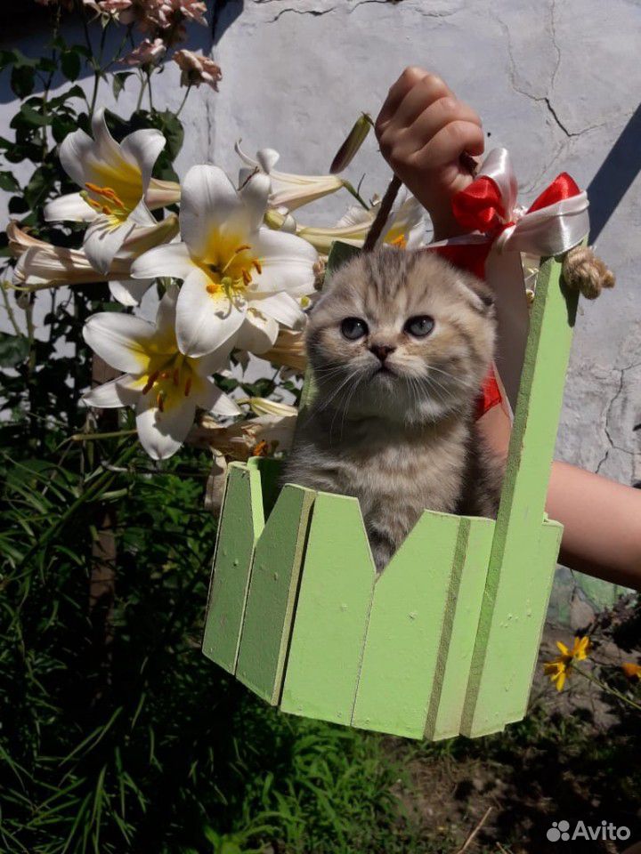 Шотландская