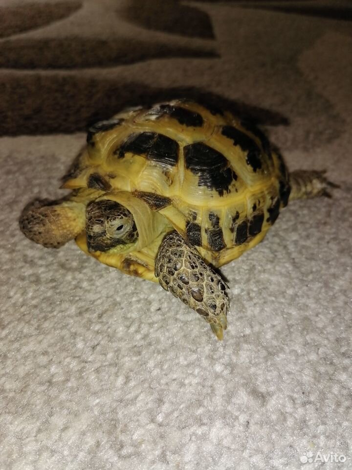 Сухопутная черепаха